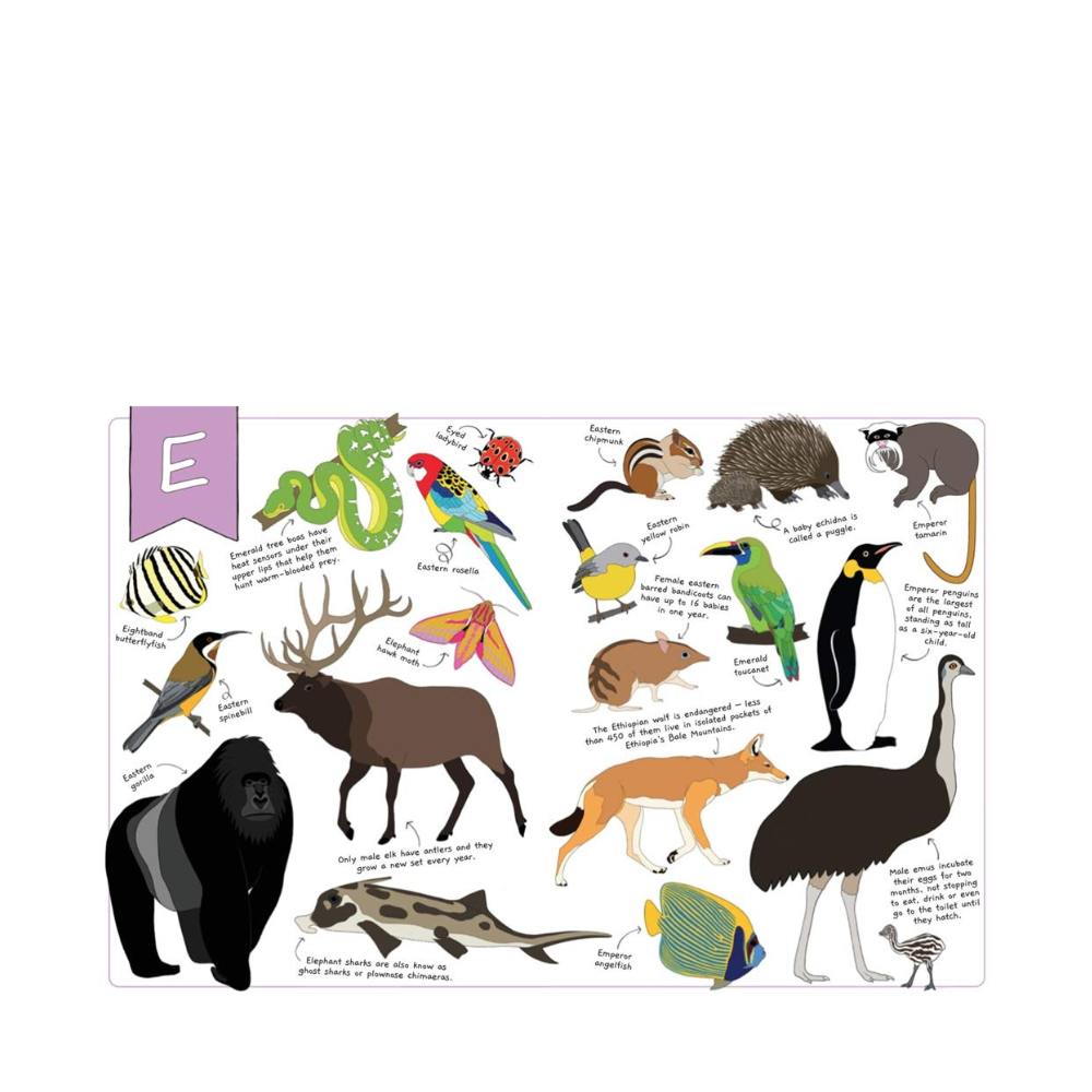 Ultimate Animal Alphabet Book | Honeysuckle Store Australia